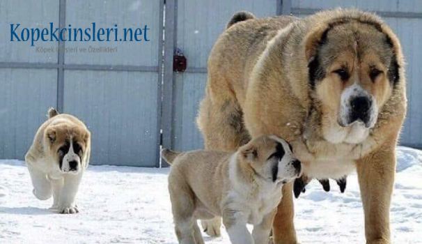 Alabay Özellikleri Bakımı Nasıl Bir Köpektir?