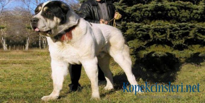 Alabay Özellikleri Bakımı Nasıl Bir Köpektir?