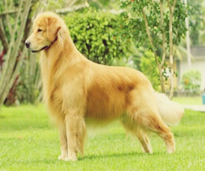 Labrador mu Golden Retriever mı? Arasındaki Farklar Neler?