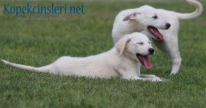 Akbaş Özellikleri Akbaş Nasıl Bir Köpektir?