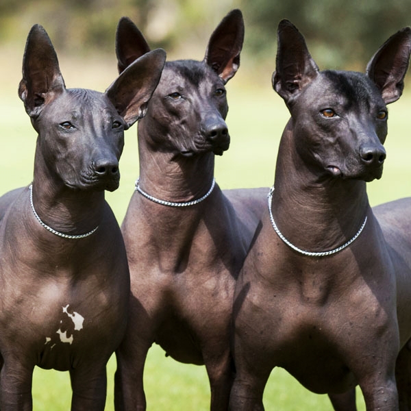 PDU ® Xoloitzcuintli Cinsi, Xoloitzcuintli Özellikleri ve Bakımı