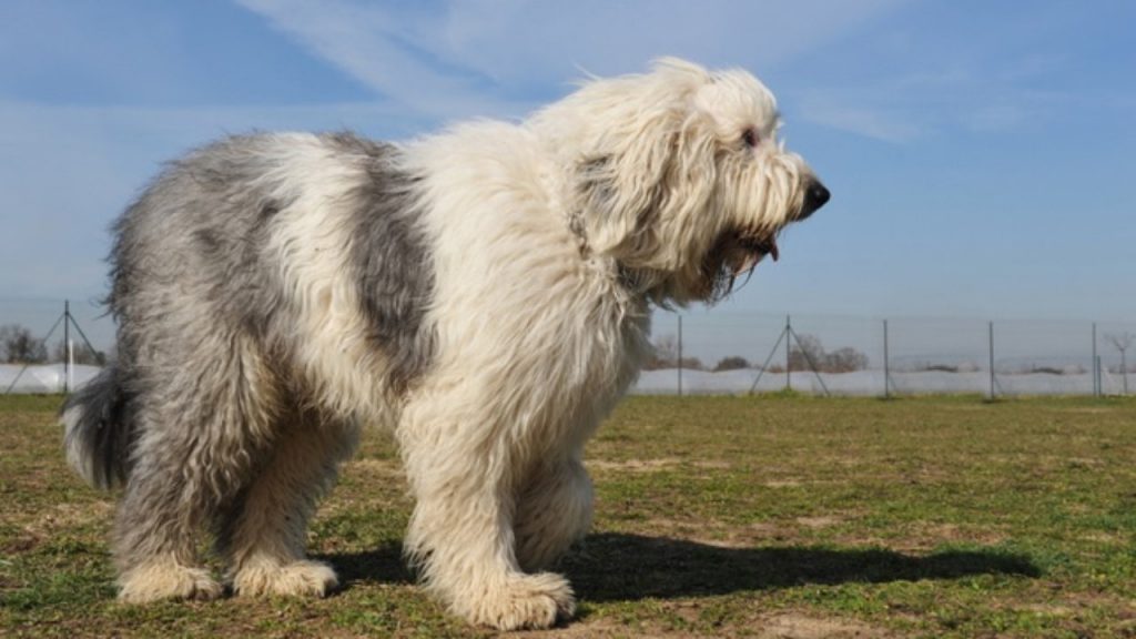 Akbaş Özellikleri Akbaş Nasıl Bir Köpektir?